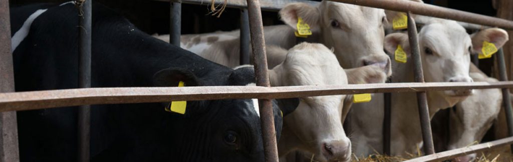 Lungworm/coughing in cattle - Ballygawley Veterinary Centre